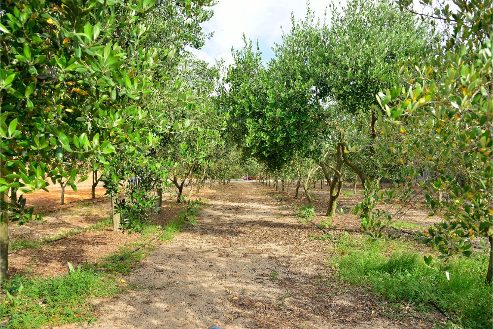 Gallery - ACA Threads